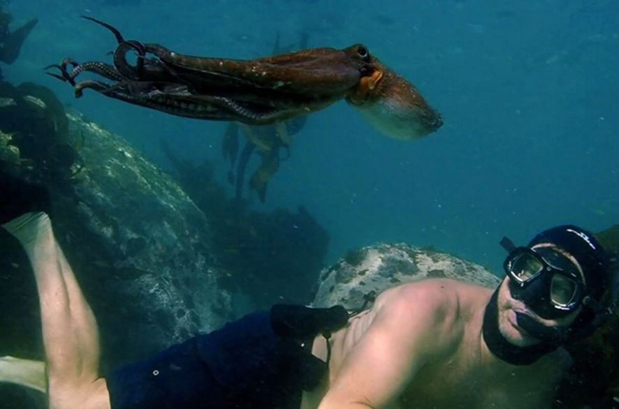 Teamwork tips from My Octopus Teacher - Bizly by Fetola